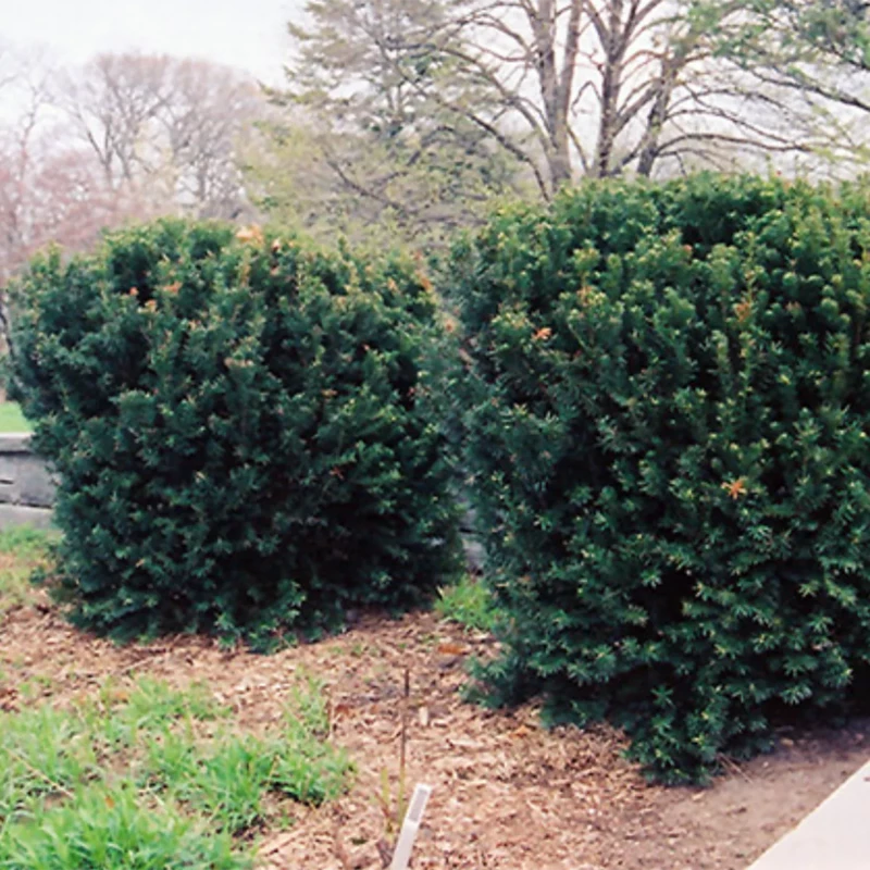 YEW HILL'S – Knippel Garden Centre