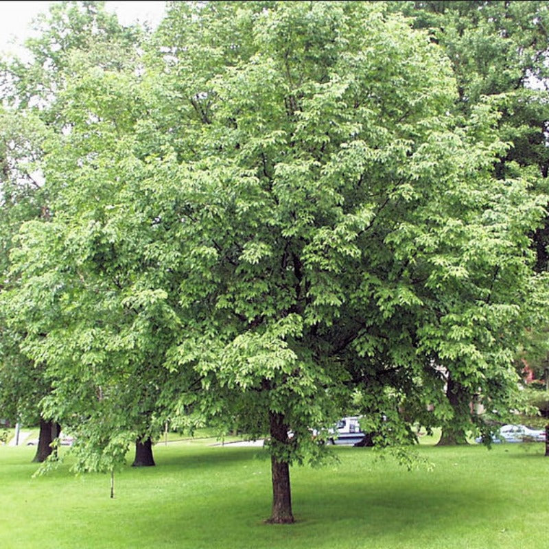 IRONWOOD – Knippel Garden Centre