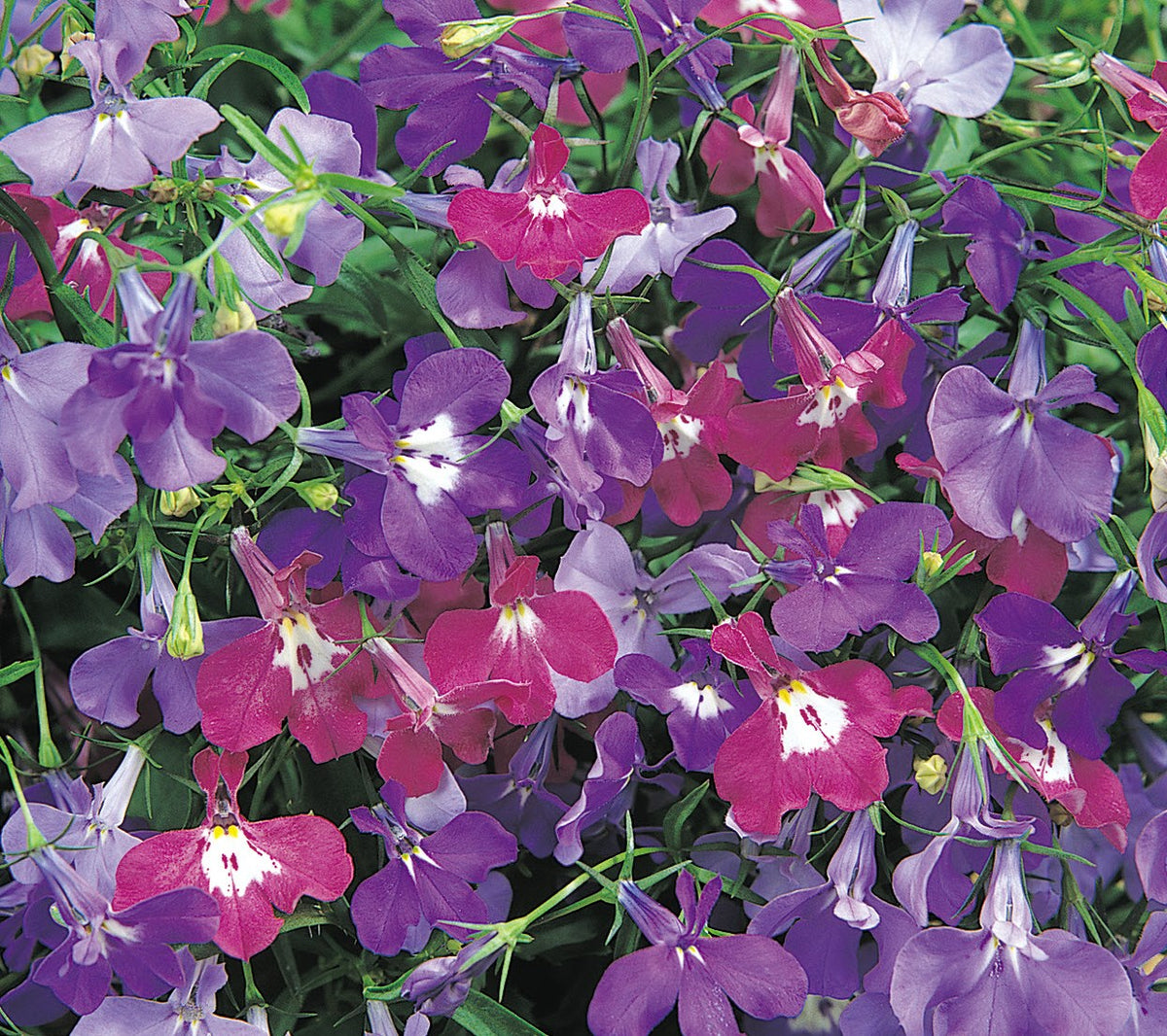 Lobelia - Mix Mounded – Knippel Garden Centre