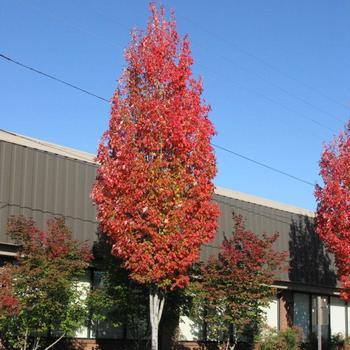 Columnar Trees – Knippel Garden Centre