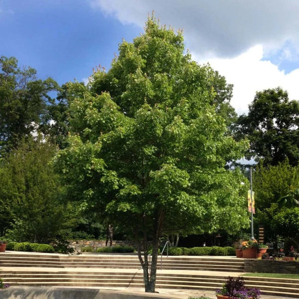 Large Trees - 10 meters or more – Knippel Garden Centre