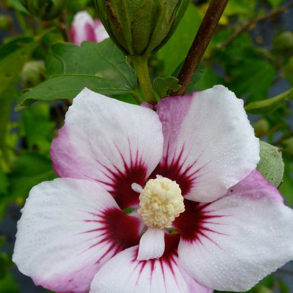 ROSE OF SHARON FIJI – Knippel Garden Centre