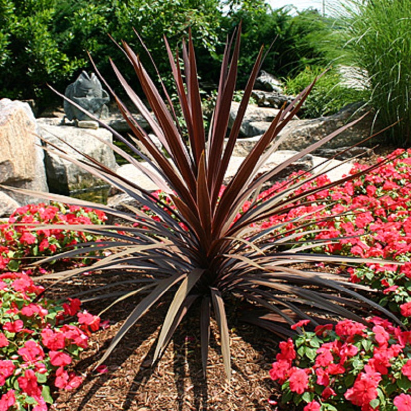 Red Star Spike Knippel Garden Centre