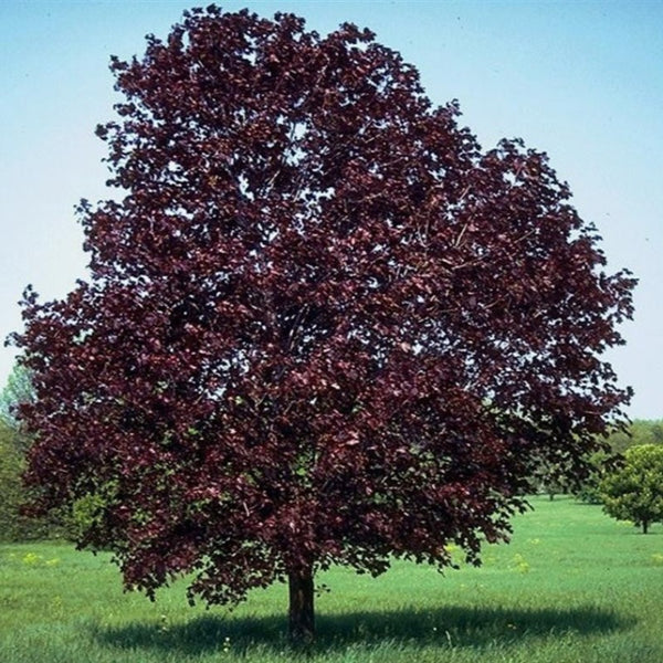MAPLE ROYAL RED – Knippel Garden Centre