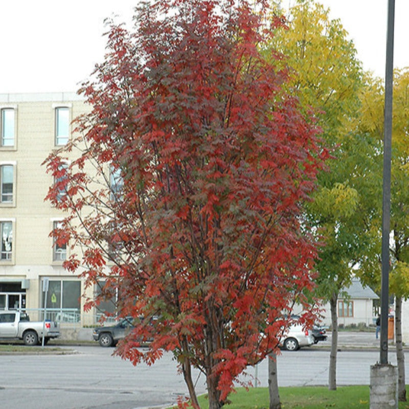 MOUNTAIN ASH RUSSIAN – Knippel Garden Centre
