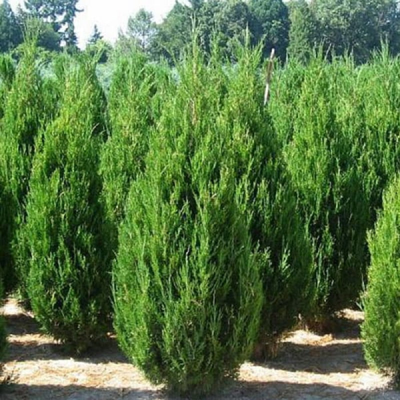 JUNIPER SPARTAN – Knippel Garden Centre