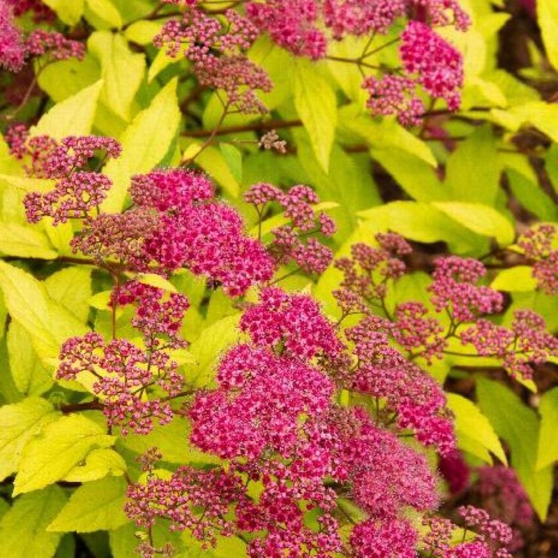 SPIREA GOLD FLAME – Knippel Garden Centre