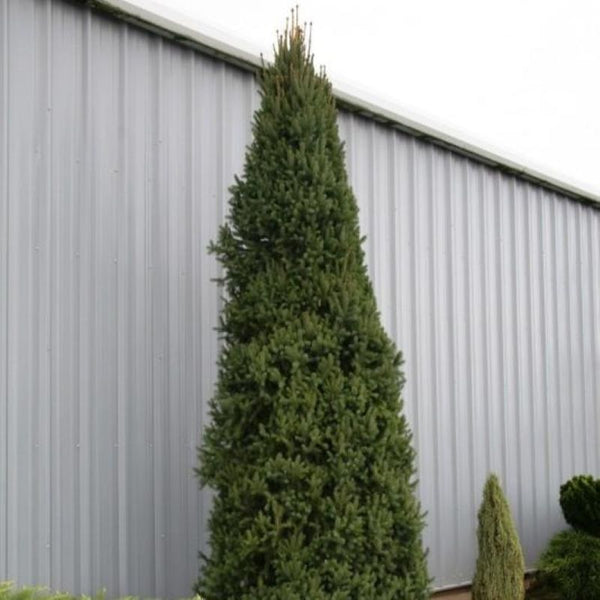 SPRUCE NORWAY COLUMNAR – Knippel Garden Centre