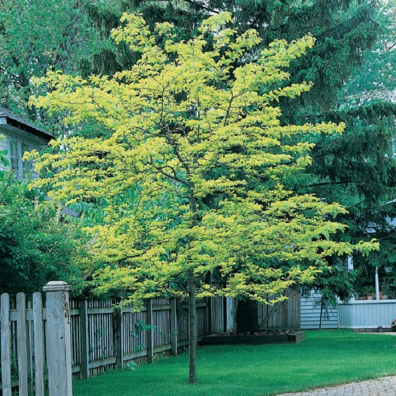 HONEY LOCUST SUNBURST – Knippel Garden Centre