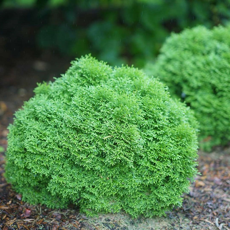 CEDAR TATER TOT PW – Knippel Garden Centre