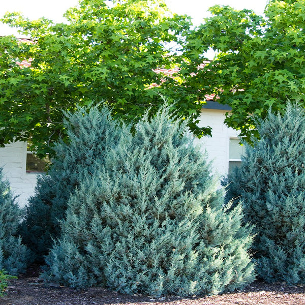 JUNIPER WICHITA BLUE – Knippel Garden Centre