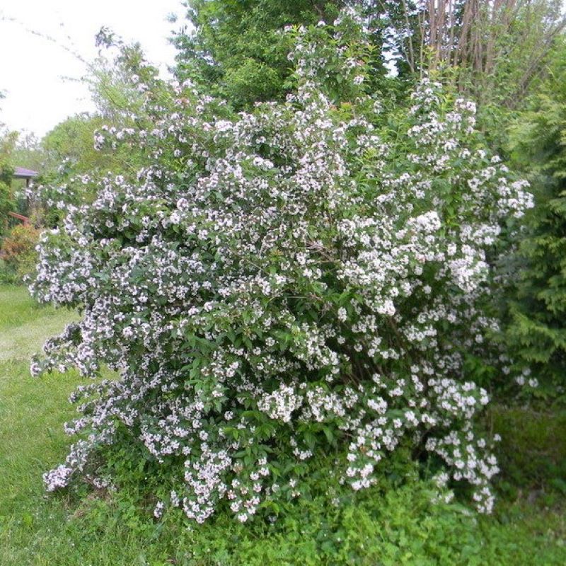 ABELIA MOSANENSIS - BORDERLINE – Knippel Garden Centre