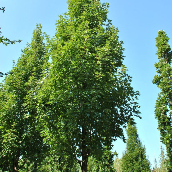 MAPLE KARPICK – Knippel Garden Centre