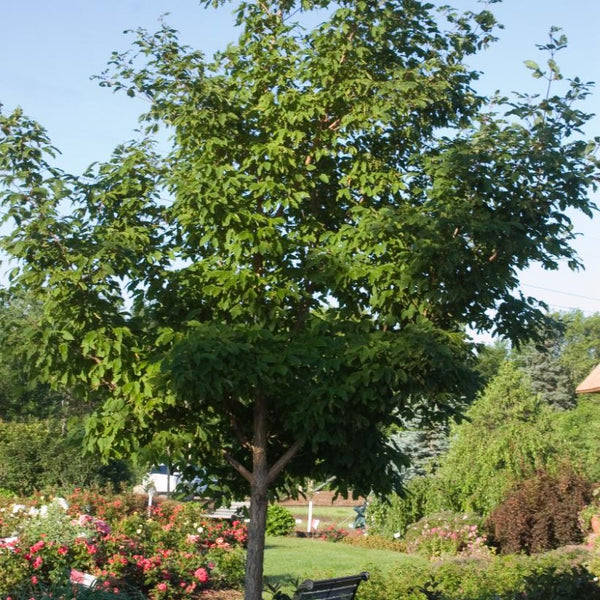 Small Trees - 7 meters or less – Knippel Garden Centre