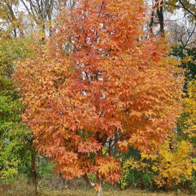 MAPLE THREE-FLOWER – Knippel Garden Centre
