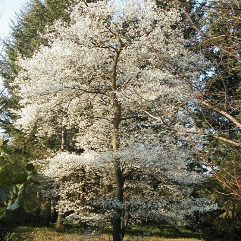 SERVICEBERRY AUTUMN BRILLIANCE – Knippel Garden Centre
