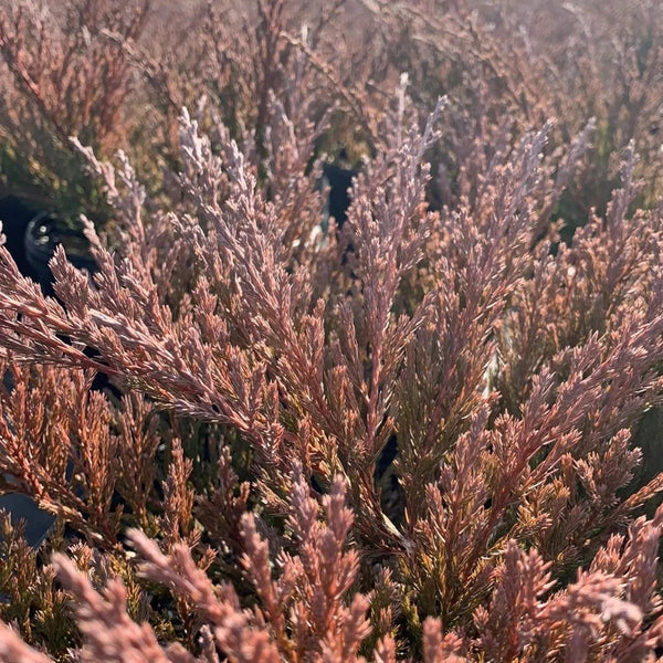 JUNIPER ANDORRA – Knippel Garden Centre