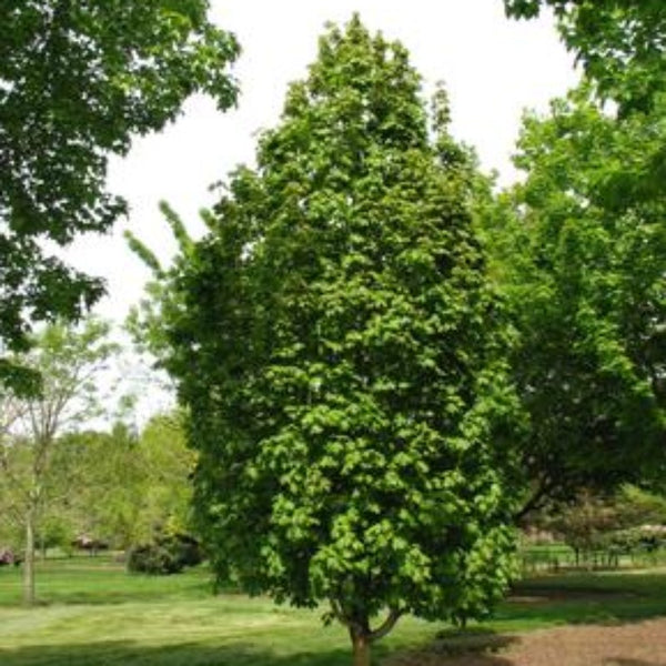 Columnar Trees – Knippel Garden Centre