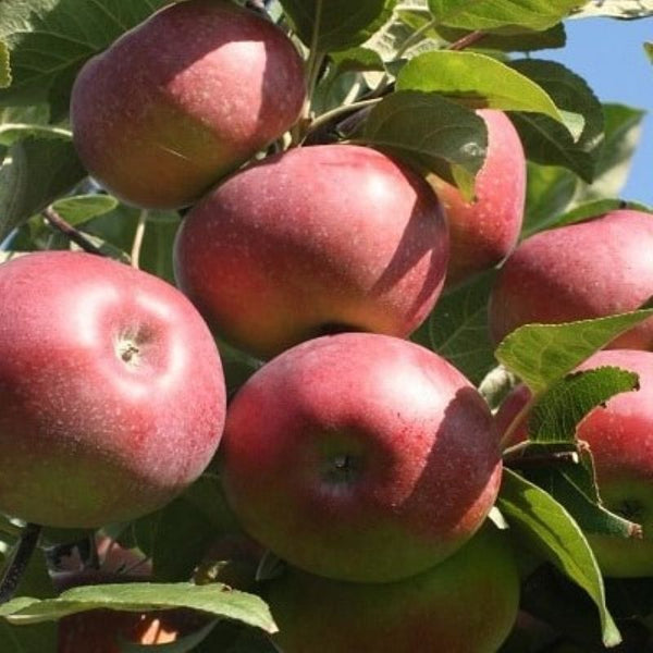 APPLE LOBO – Knippel Garden Centre