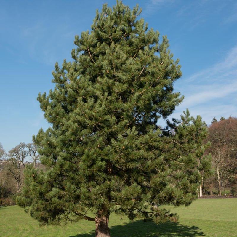 PINE AUSTRIAN – Knippel Garden Centre