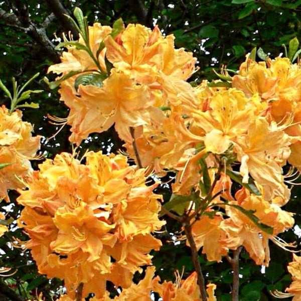 FLOWERING SHRUBS – Knippel Garden Centre