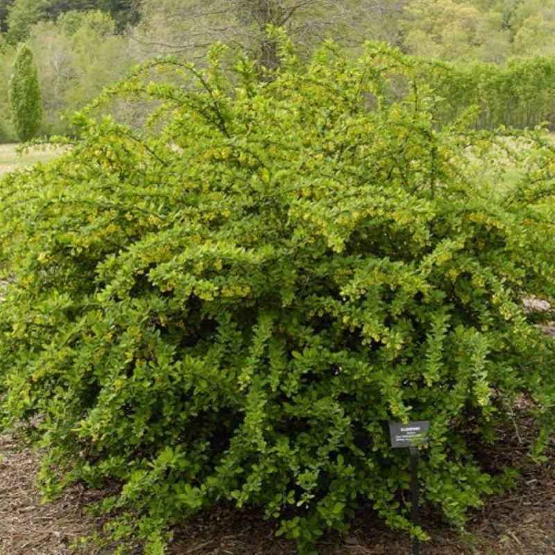 BARBERRY EMERALD CAROUSEL – Knippel Garden Centre