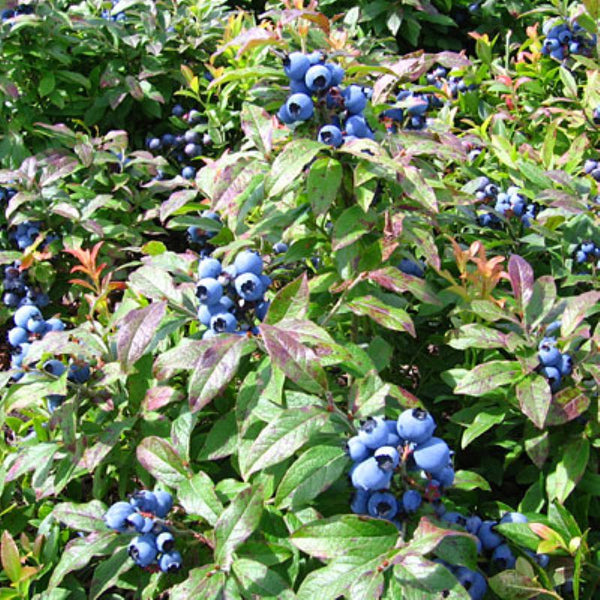 BLUEBERRY BURGUNDY – Knippel Garden Centre