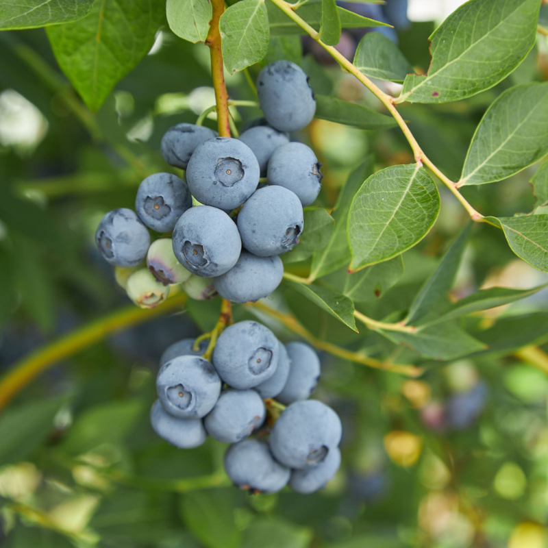 BLUEBERRY LEGACY – Knippel Garden Centre