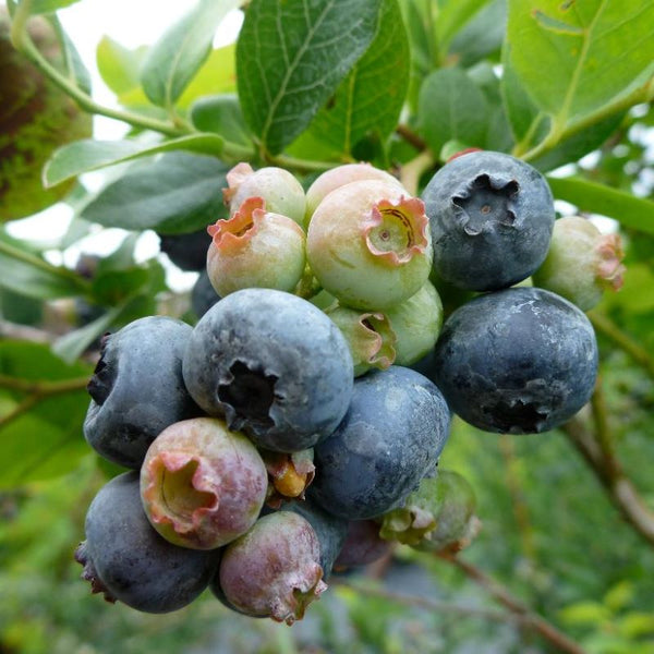 BLUEBERRY NORTHLAND – Knippel Garden Centre