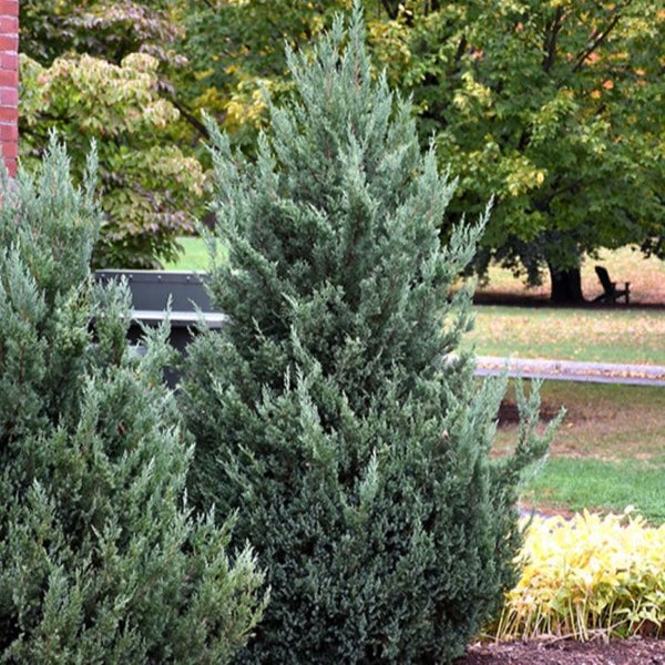Evergreen Trees – Knippel Garden Centre