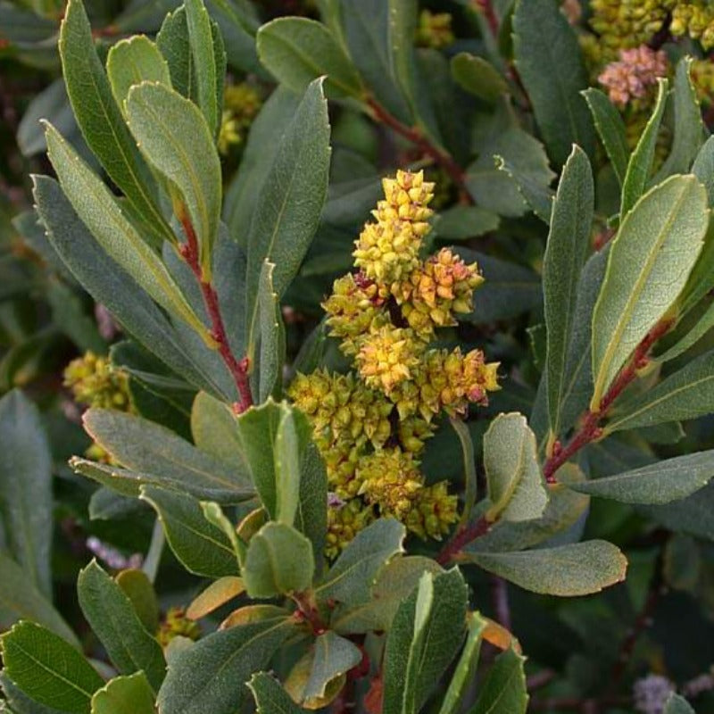 BAYBERRY SWEET GALE – Knippel Garden Centre