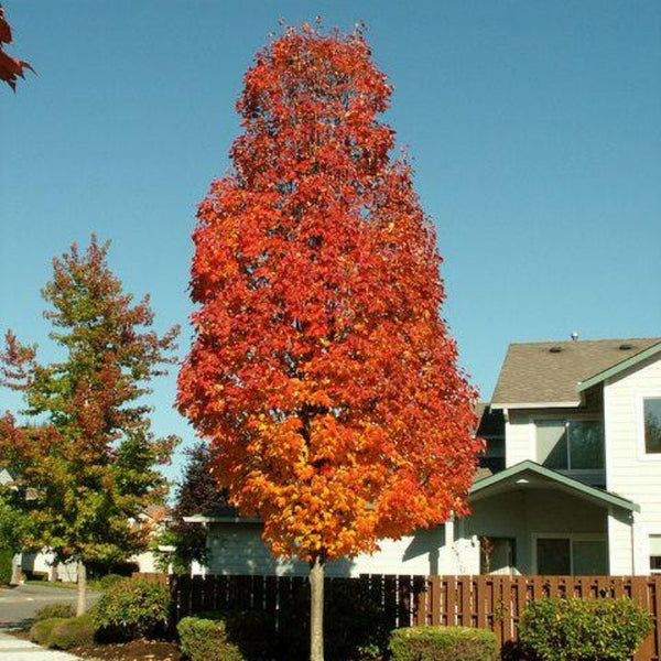 MAPLE BOWHALL – Knippel Garden Centre