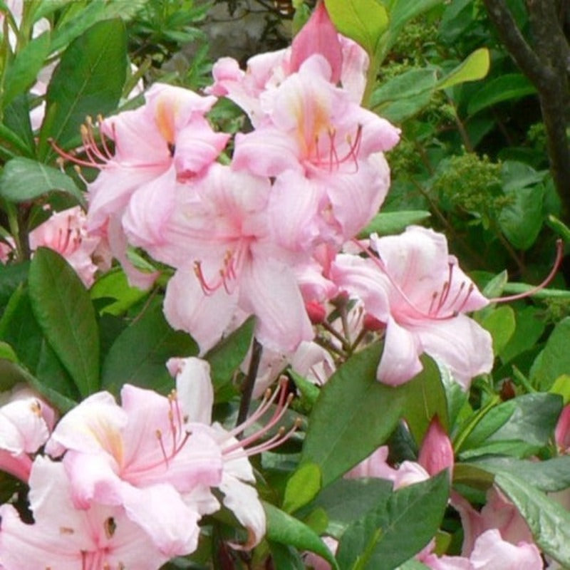 AZALEA CANDY LIGHTS – Knippel Garden Centre