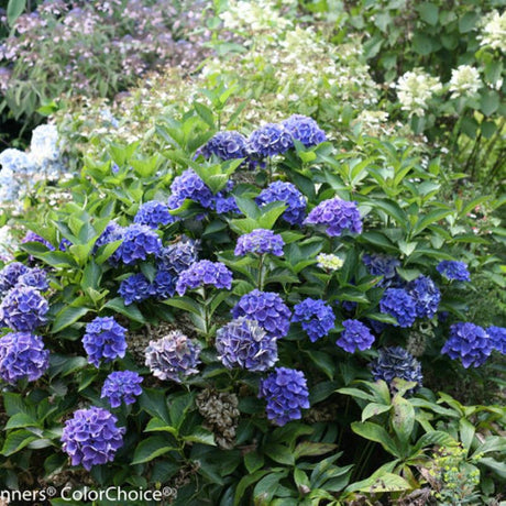 SHADE-TOLERANT SHRUBS – Knippel Garden Centre