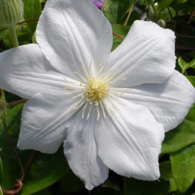 CLEMATIS CANDIDA – Knippel Garden Centre