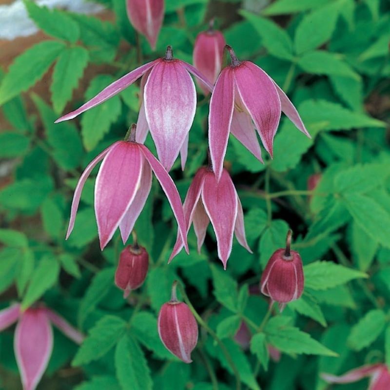 CLEMATIS CONSTANCE – Knippel Garden Centre
