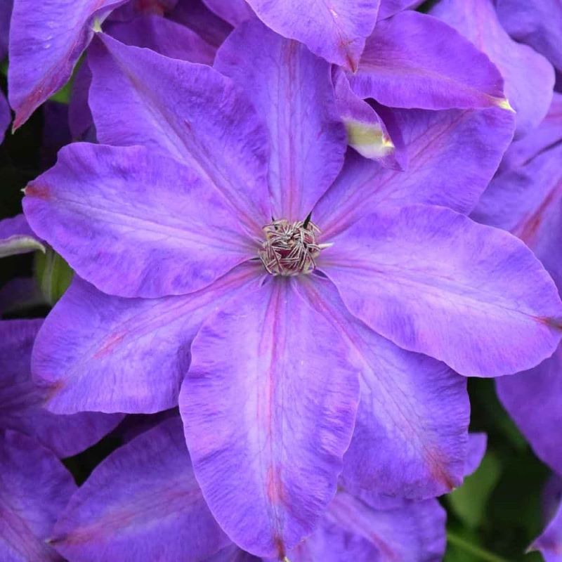 CLEMATIS ELSA SPATH – Knippel Garden Centre