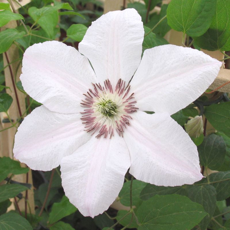 CLEMATIS JOHN PAUL II – Knippel Garden Centre