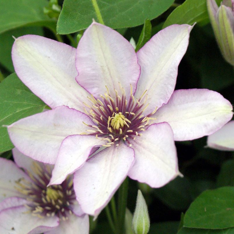 CLEMATIS SAMARITAN JO – Knippel Garden Centre