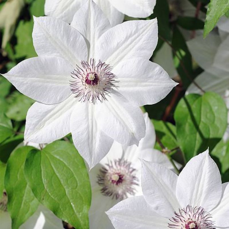 CLEMATIS SNOW QUEEN – Knippel Garden Centre