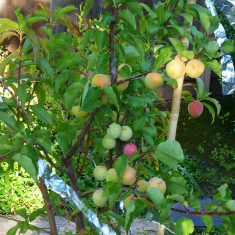 PLUM COMBO – Knippel Garden Centre