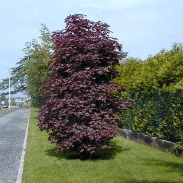MAPLE CRIMSON SENTRY – Knippel Garden Centre
