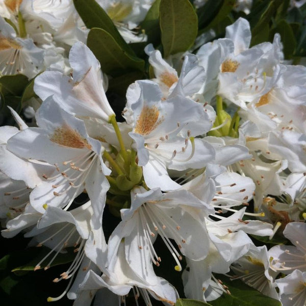 RHODODENDRON CUNNINGHAM'S WHITE – Knippel Garden Centre