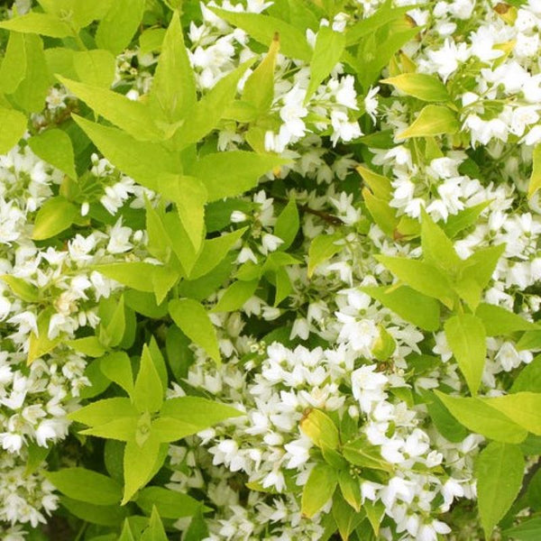 FLOWERING SHRUBS – Knippel Garden Centre