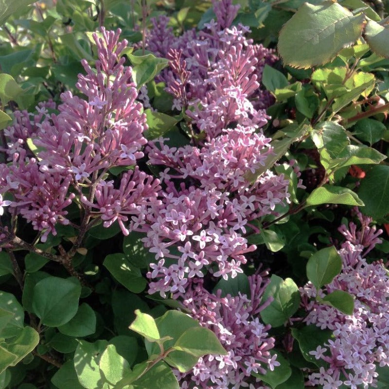 Lilac Dwarf Korean Knippel Garden Centre
