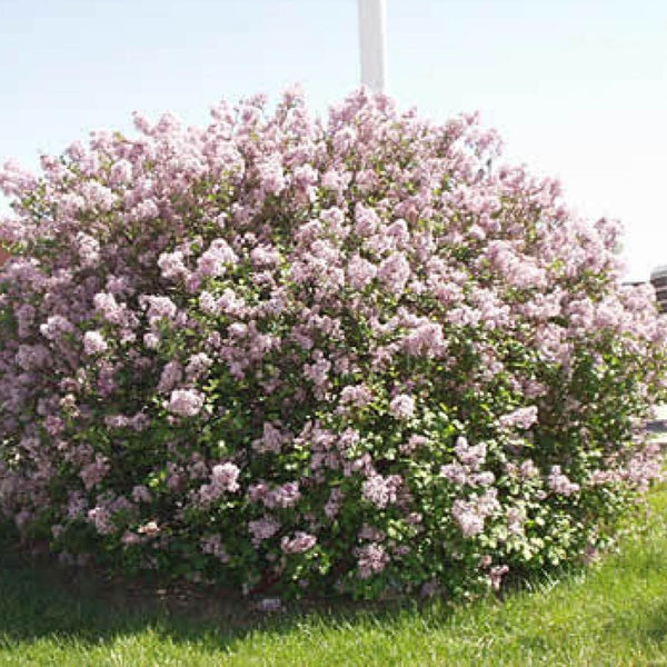 Dwarf Korean Lilac On Standard