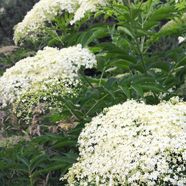 FLOWERING SHRUBS – Knippel Garden Centre