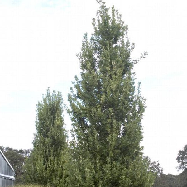 OAK PYRAMIDAL ENGLISH – Knippel Garden Centre