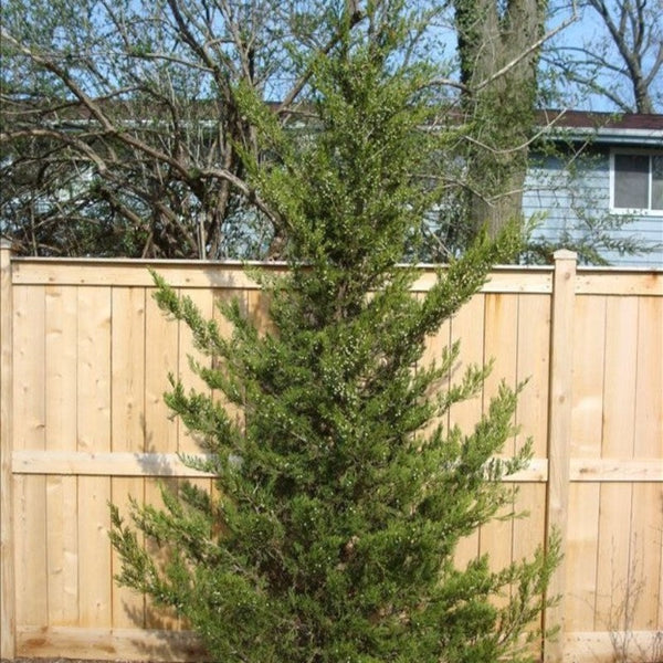 Evergreen Trees – Knippel Garden Centre