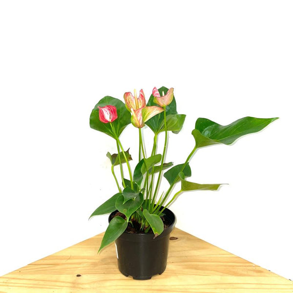 ANTHURIUM ANDREANUM – Knippel Garden Centre